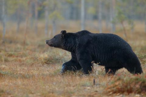 Nature Fridays: Southern Alberta Wildlife | The Town of Okotoks